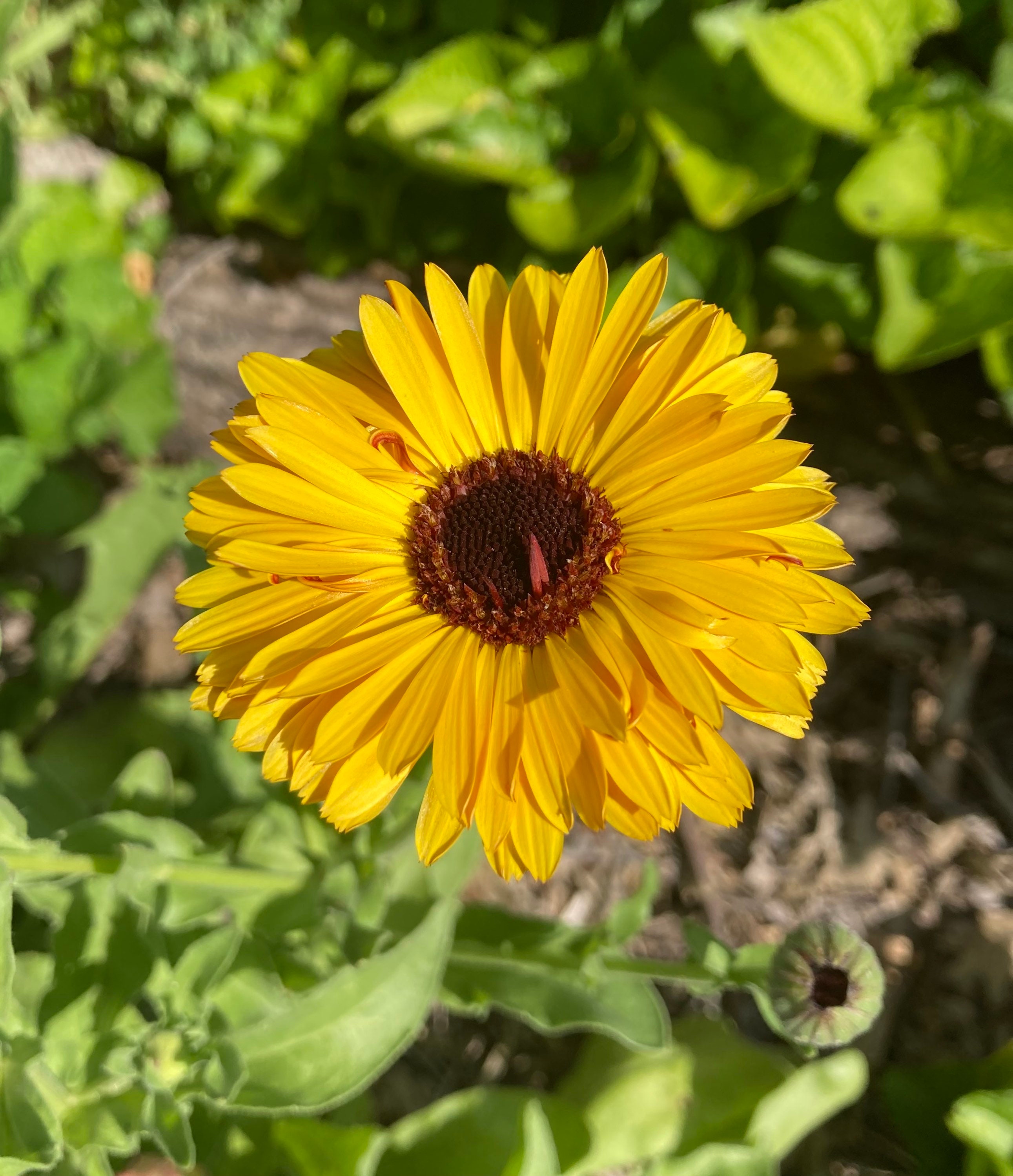Solar Flashback Calendula Heirloom Flower Seeds - Etsy