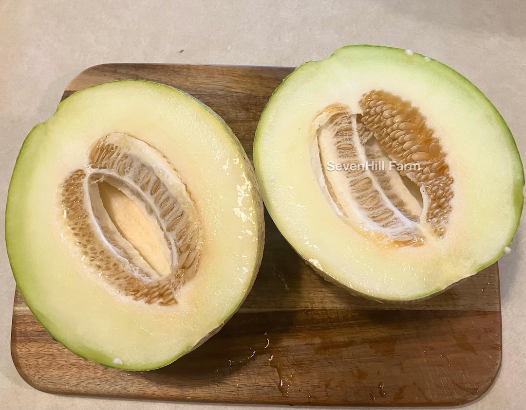 Montreal Market Muskmelon Heirloom Melon Seeds - Etsy