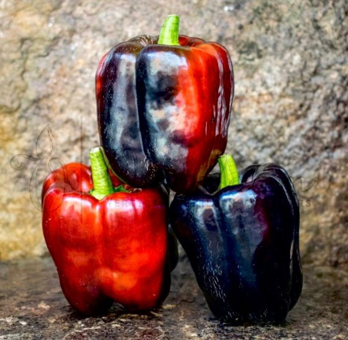 Zulu Sweet Bell Black Purple Pepper Heirloom Vegetable Seeds - Etsy