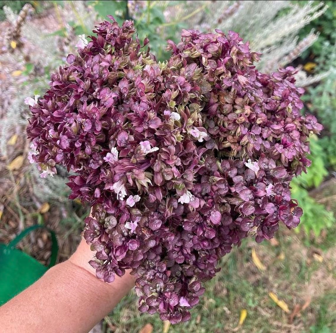 Cardinal Basil Big Blossom Heirloom Ornamental Culinary Herb Seeds - Etsy