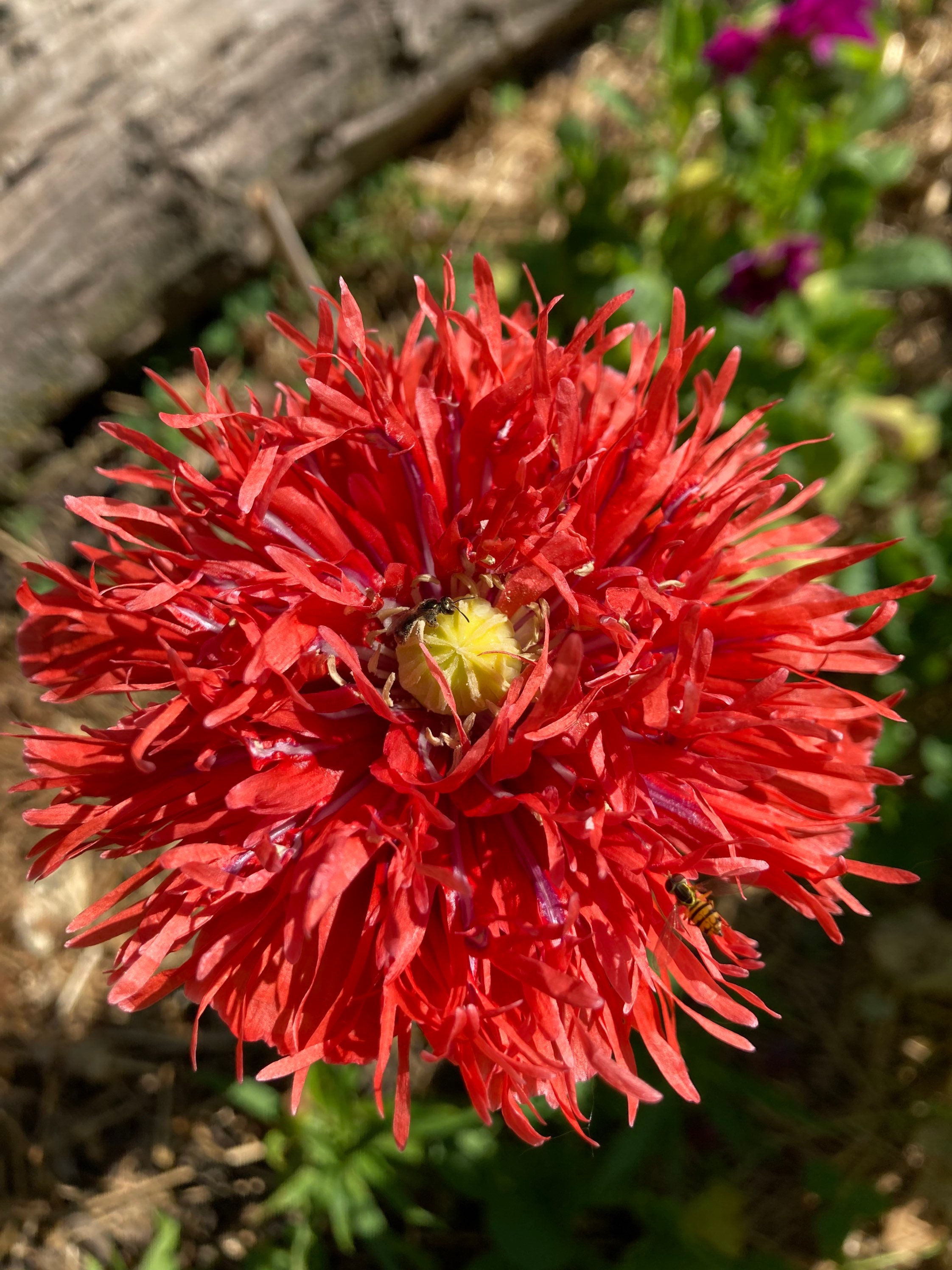 Chima Family Heirloom Poppy Garden Seed - Etsy