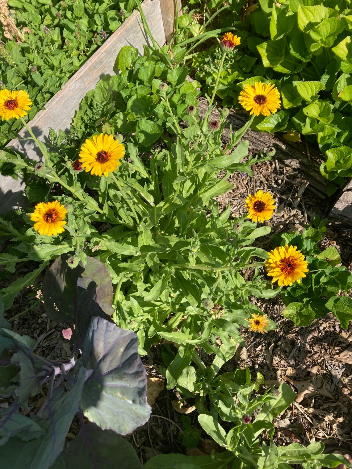 Solar Flashback Calendula Heirloom Flower Seeds - Etsy