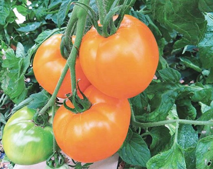 Moonglow Tomato Seeds - Etsy
