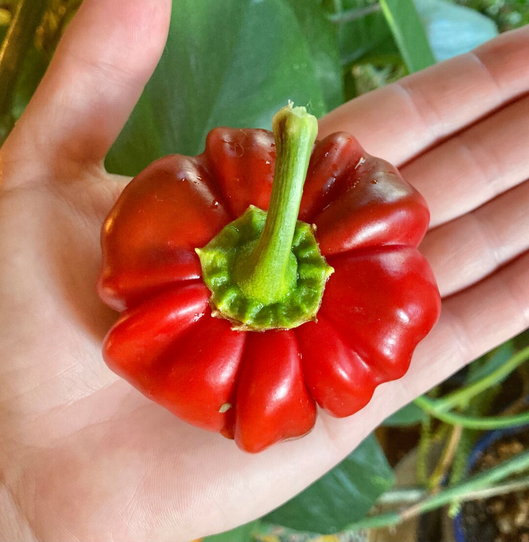 Ralph Thompson’s Squash Pepper Hot Heirloom Vegetable Seeds - Etsy