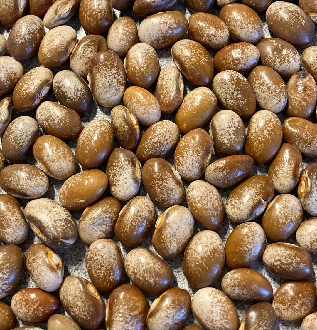 Turkey Craw Stringless Heirloom Pole Bean Vegetable Seed - Etsy