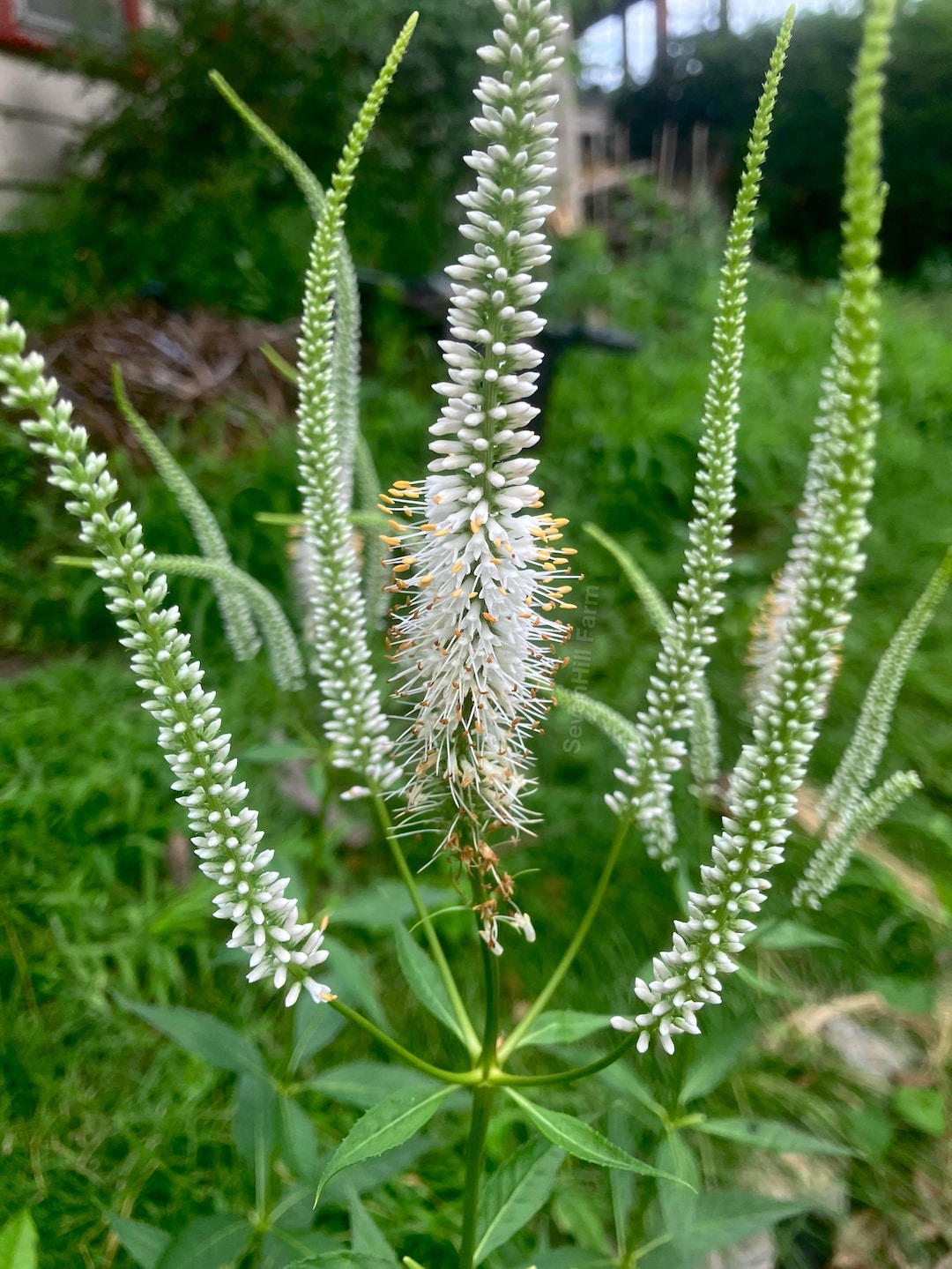 Culvers Root Veronicastrum Virginicum Native Perennial Wildflower Seeds ...