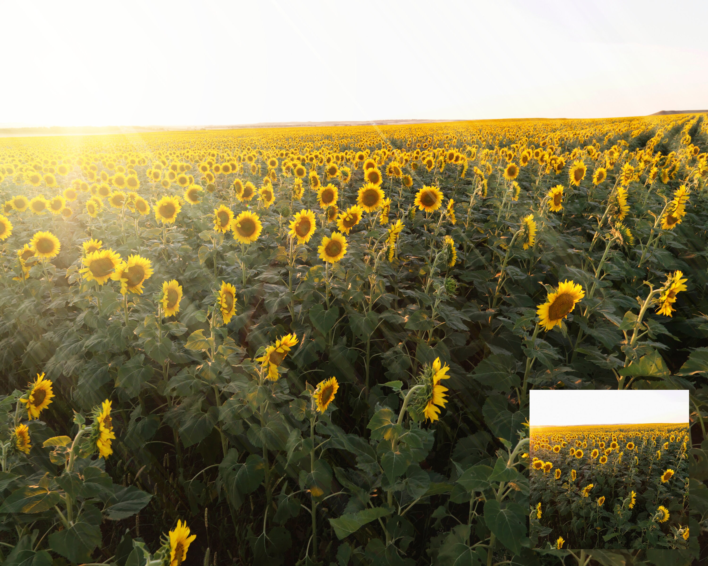 35 Amber Yellow Sunlight Overlays Photoshop Overlays Light - Etsy Australia
