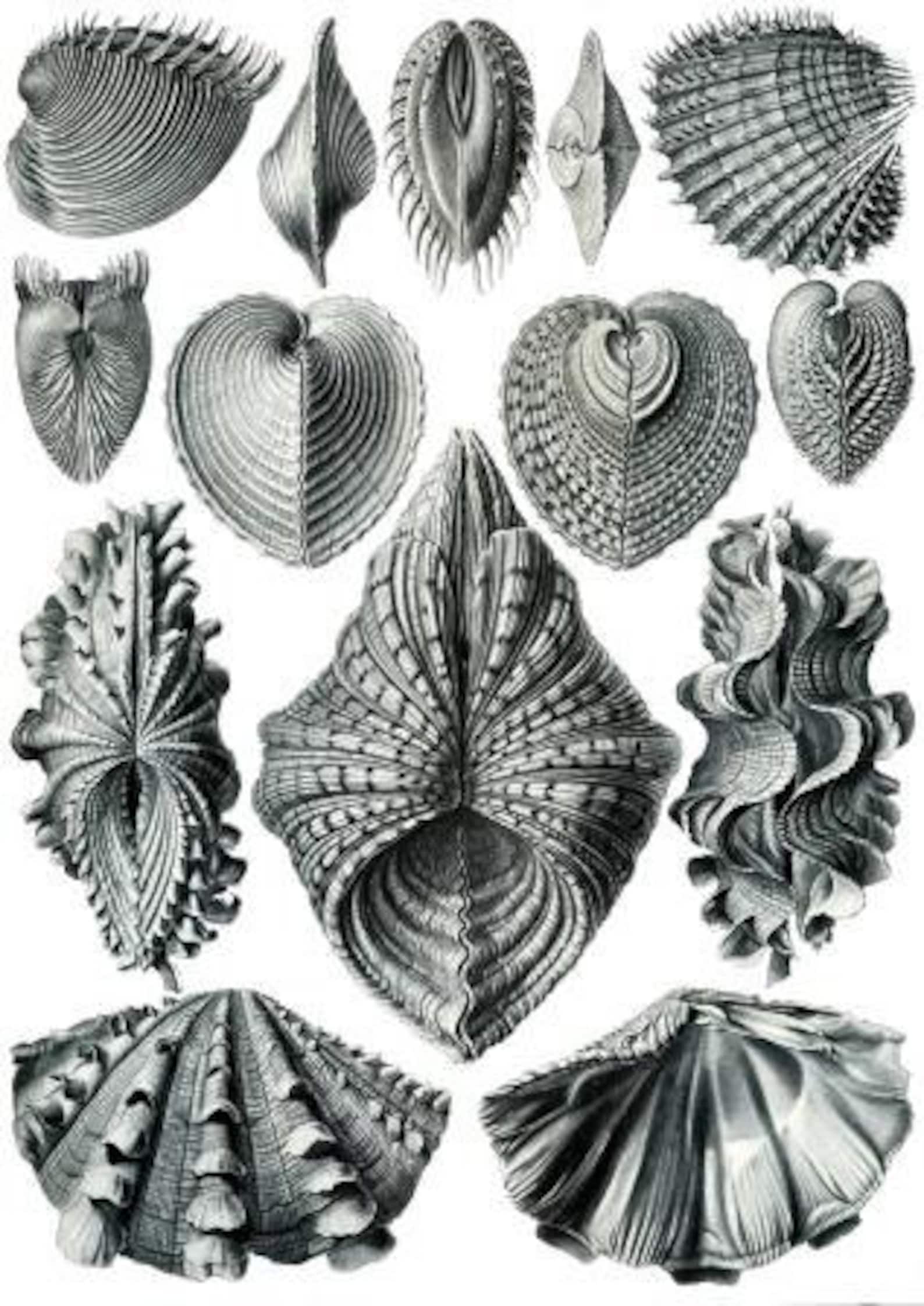 Ernst Haeckel Acephala Digital vintage seashells artwork | Etsy