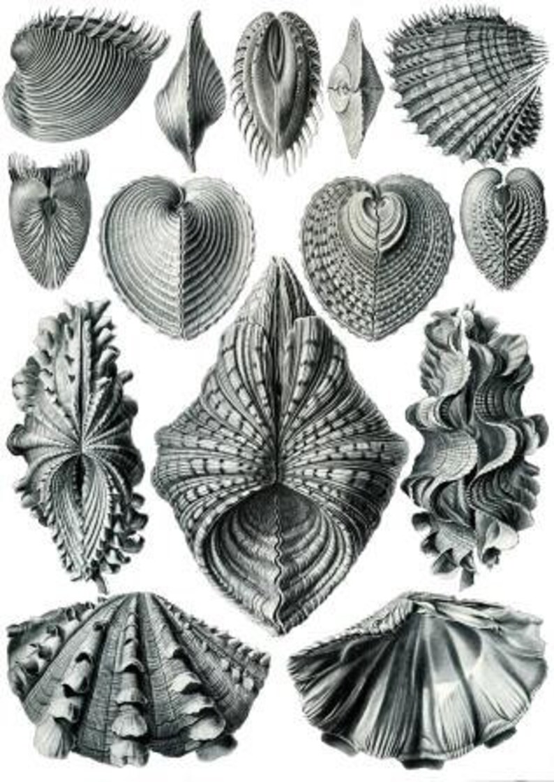 Ernst Haeckel Acephala Digital vintage seashells artwork | Etsy