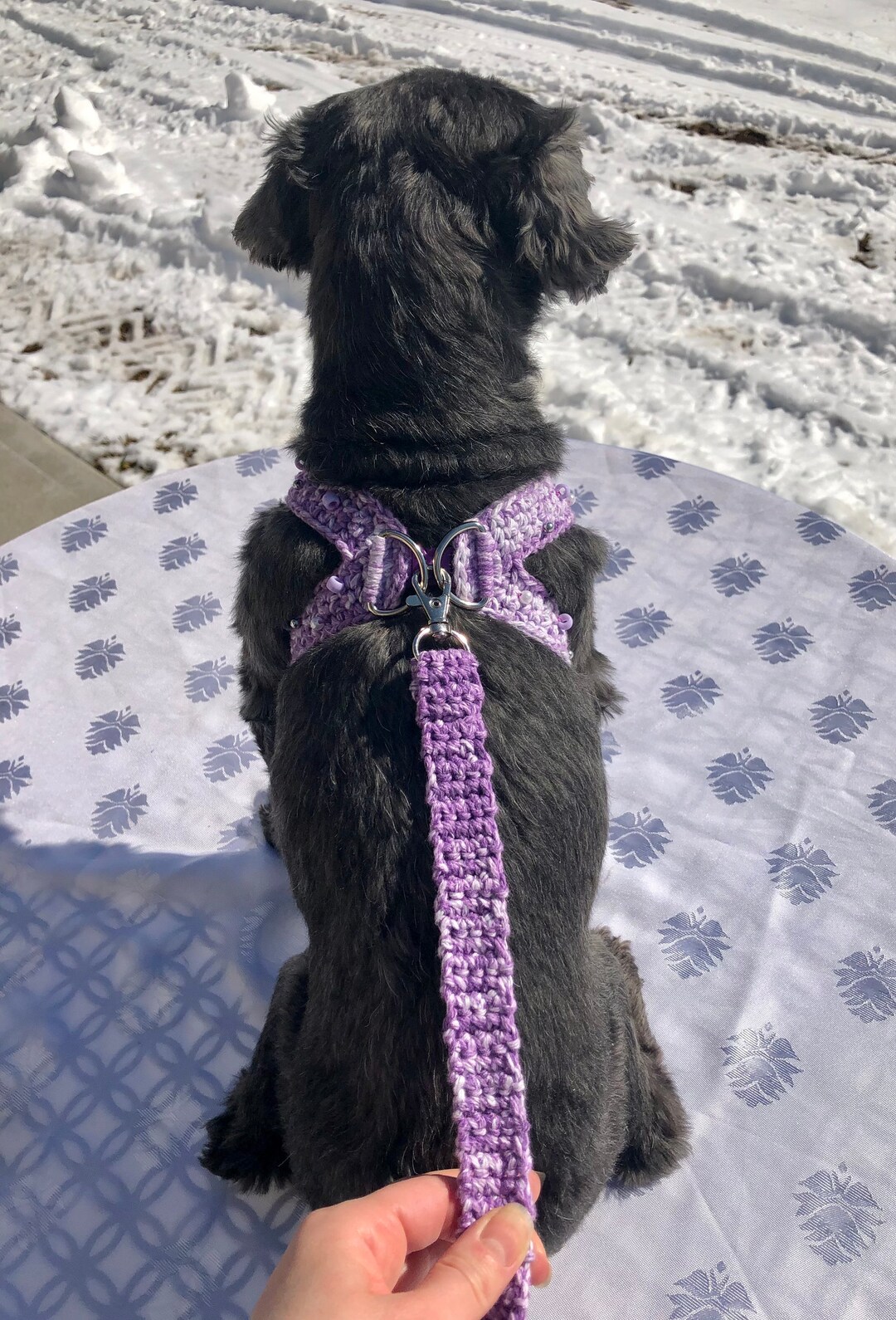 Dog Harness and Leash Set, Pet Harness, Puppy Harness, Kitten Harness ...