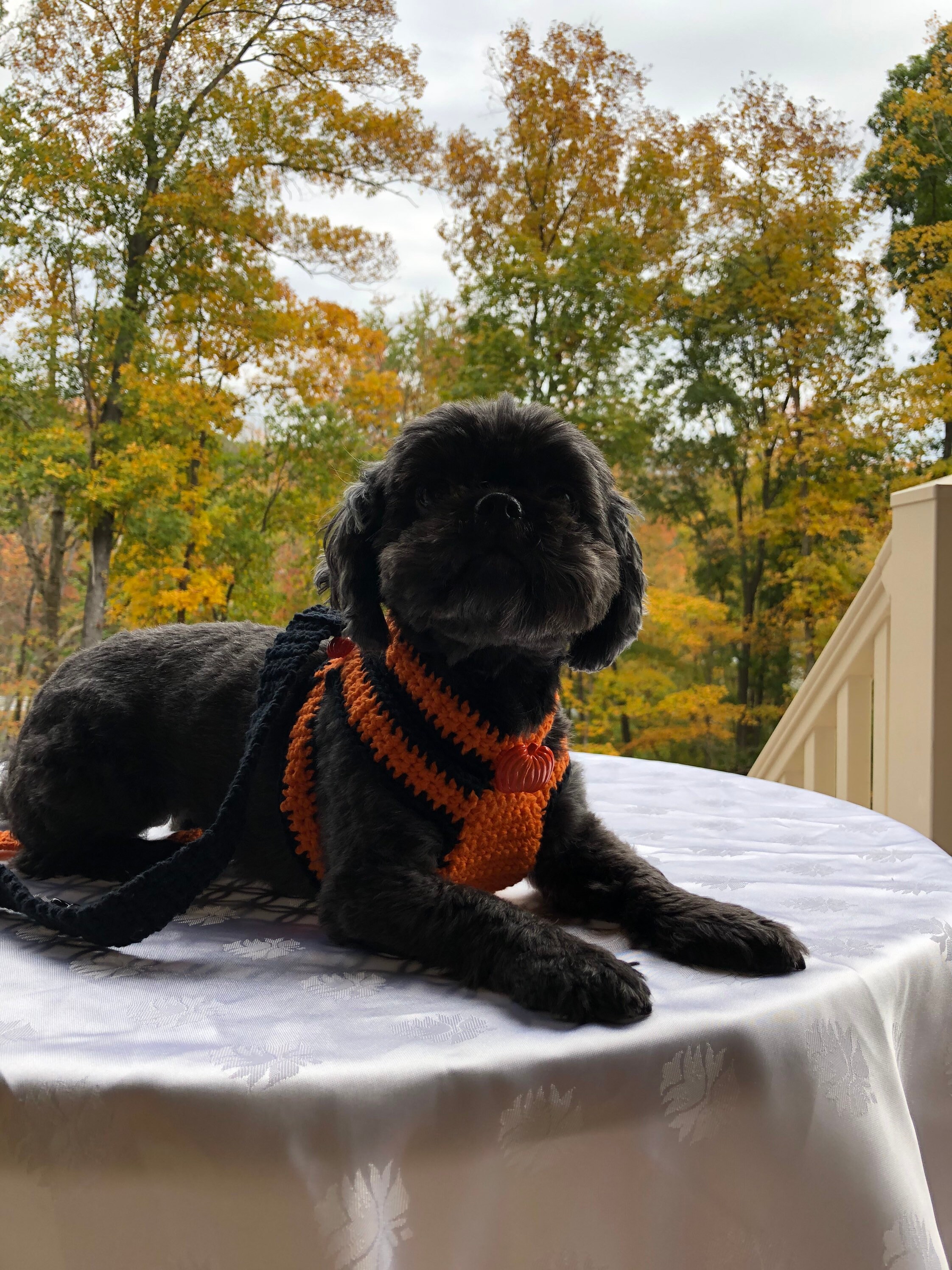 Halloween Dog Harness, Pet Leash, Soft Pet Harness, Puppy Harness, Cat ...