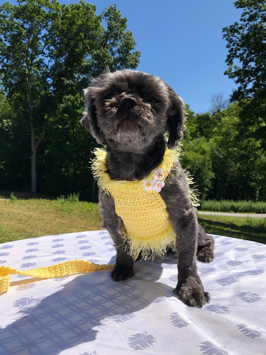 Dog Harness and Leash Set, Pet Harness, Puppy Harness, Kitten Harness ...
