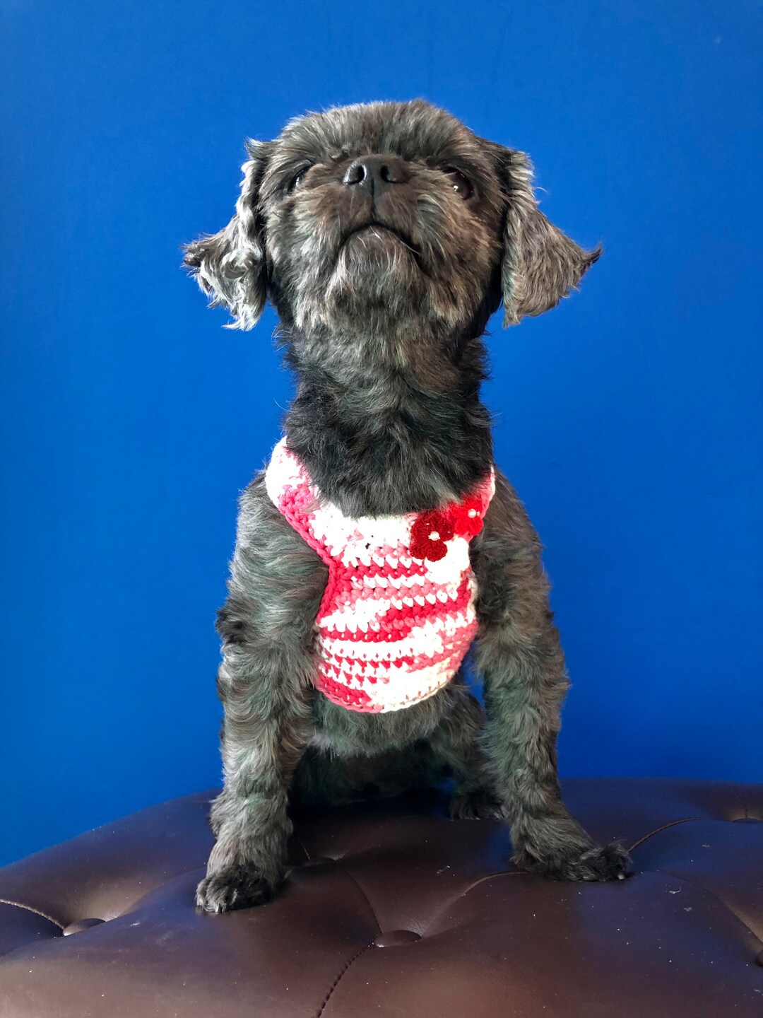 Dog Harness, Dog Leash, Soft Pet Harness, Puppy Harness, Kitten Harness ...