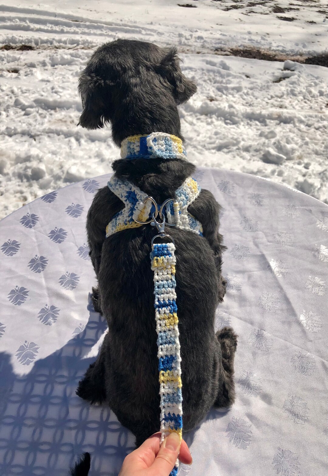 Dog Harness and Leash Set, Pet Harness, Puppy Harness, Kitten Harness ...