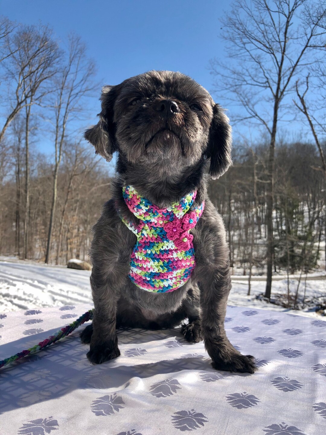Dog Harness and Leash Set, Pet Harness, Puppy Harness, Kitten Harness ...