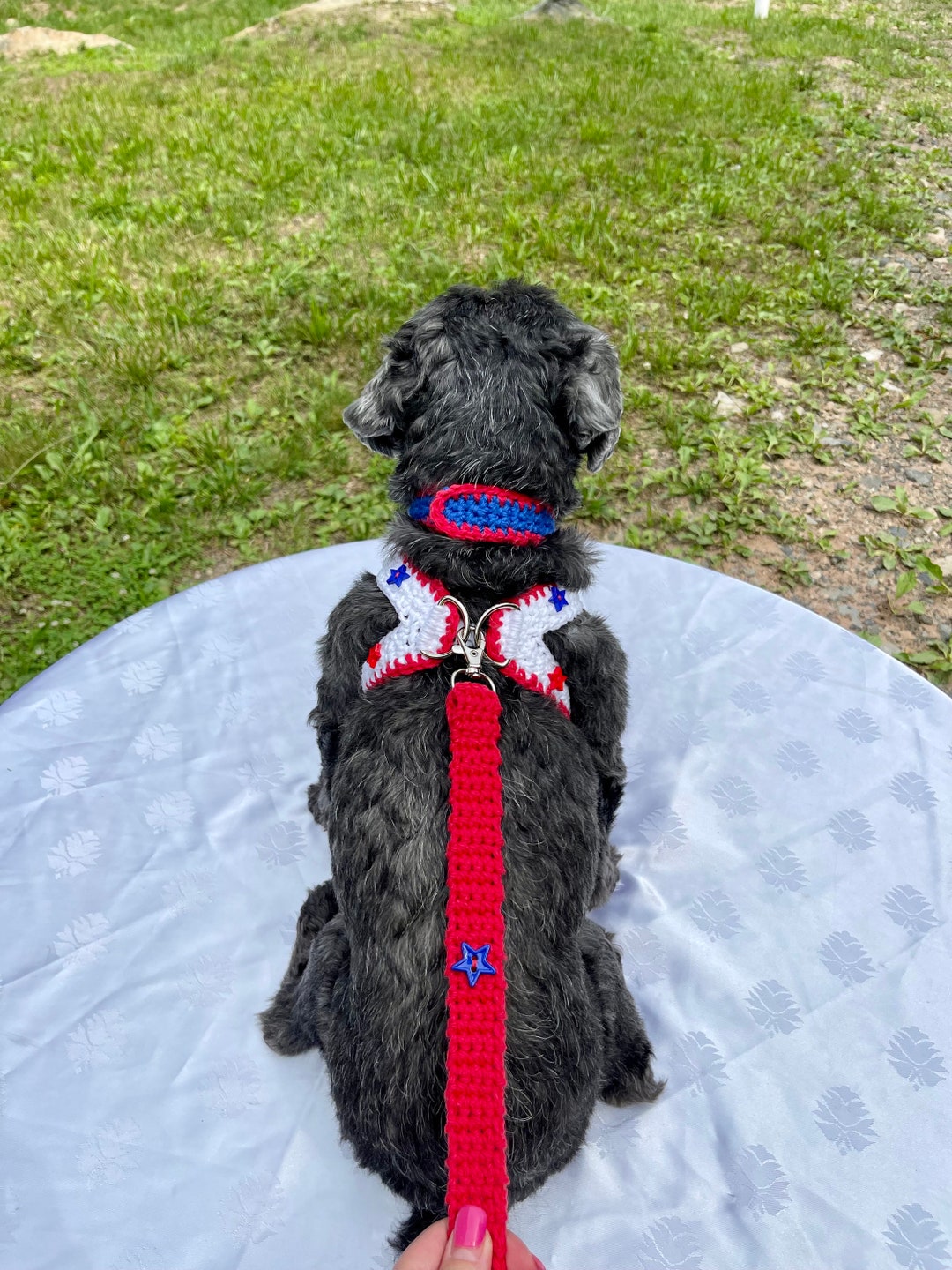Dog Harness and Leash Set, Orange Dog Harness, Pet Harness, Puppy ...