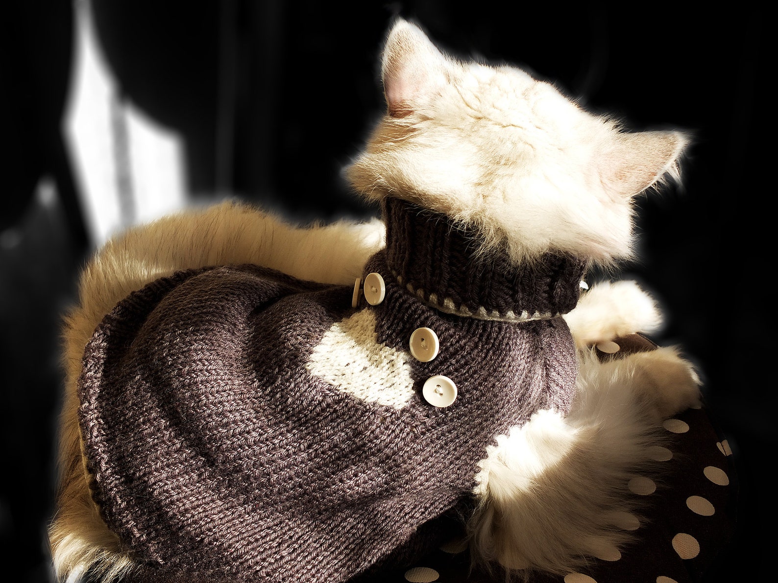 Heart Paw Pattern Gray Sweater for Pet and Matching Clothes - Etsy