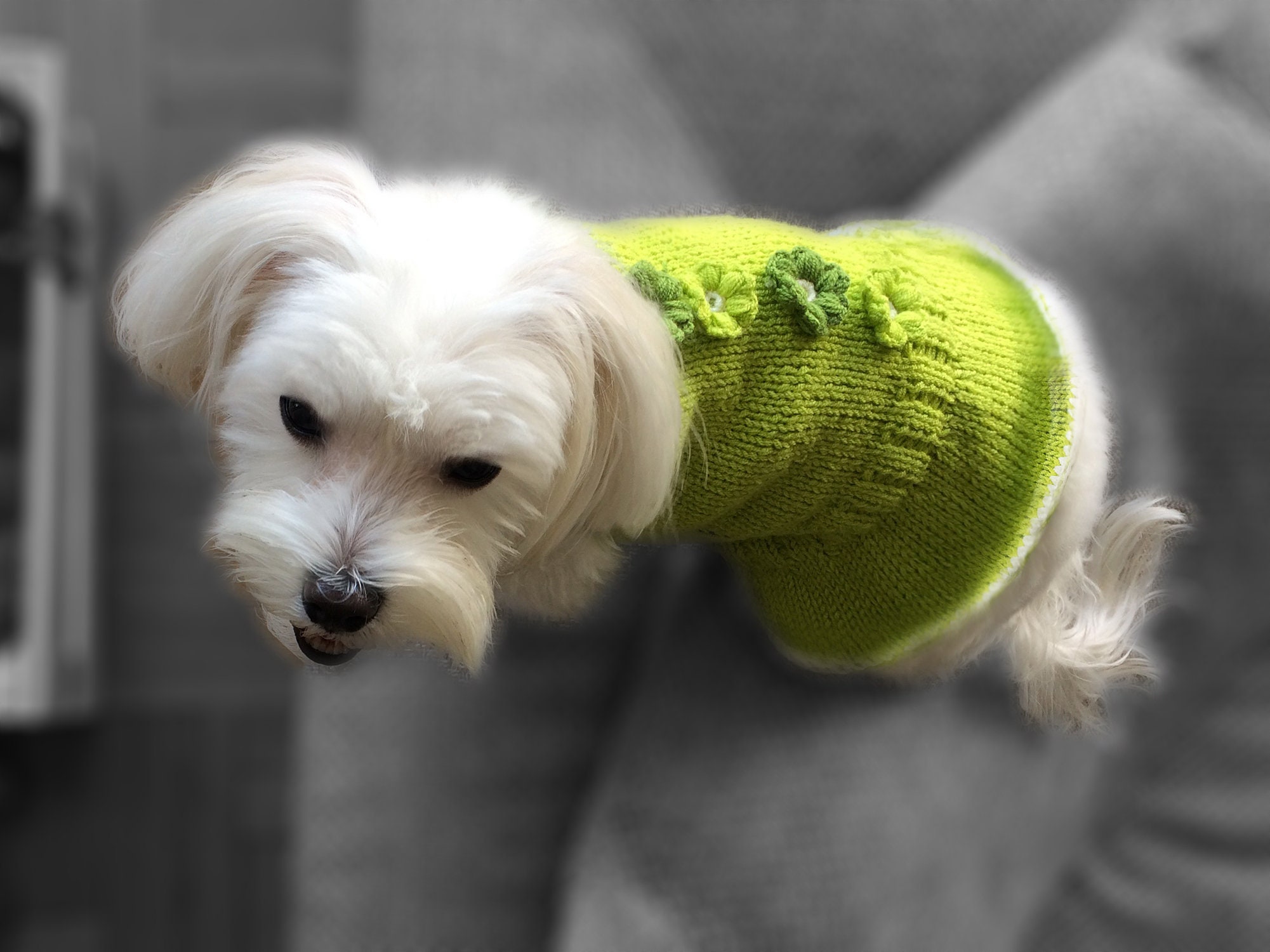 Lime Green Flowered Matching Clothes for Dog and Owner Green | Etsy