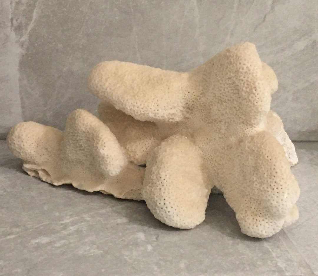 Natural Brain Coral Chunk: Nautical Aquarium Decor, 8" Large - Etsy UK