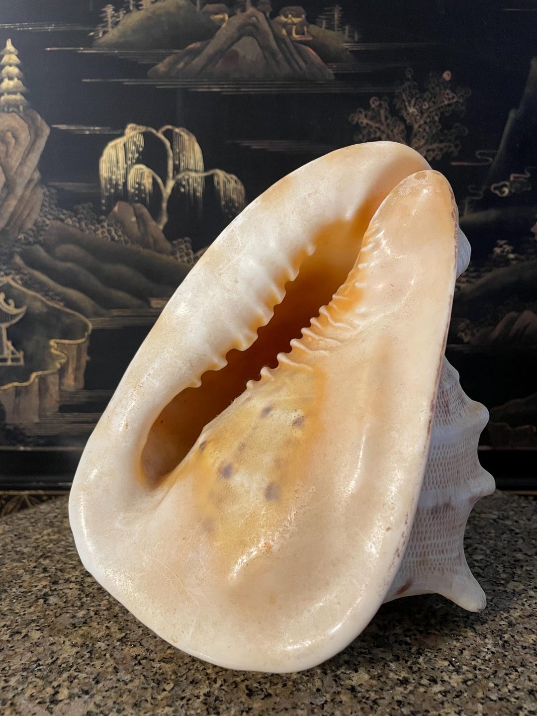 Natural Queen Horned Helmet Shell/figural Gulf Seashell/beach House ...