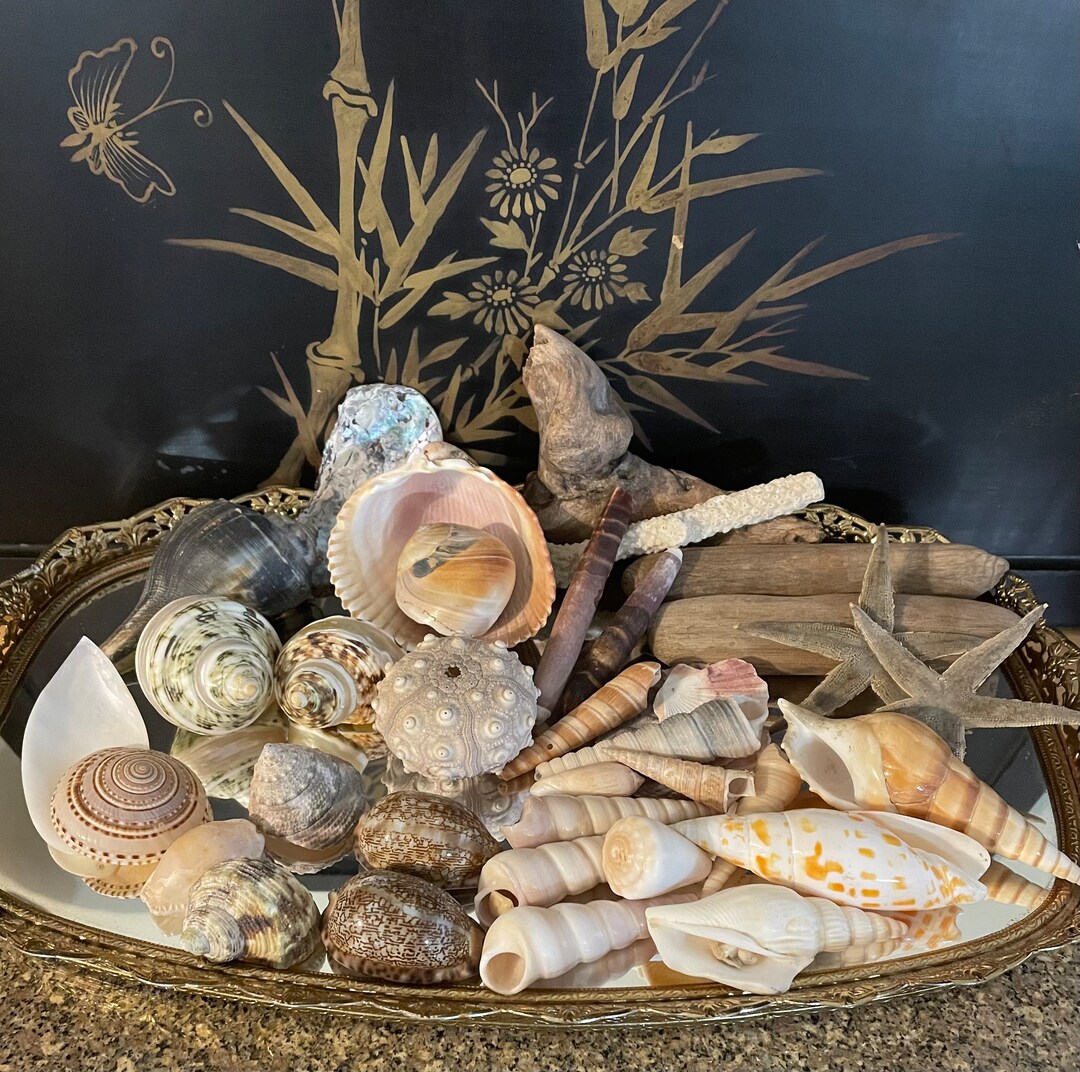 Natural Shell and Driftwood Collection/bathroom Decor/diorama/aquarium ...