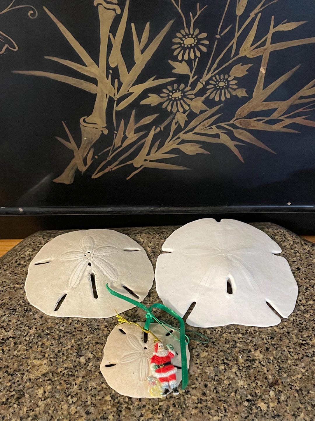 Authentic Natural Sand Dollars/ Coral/sea Shells/nautical Decor ...