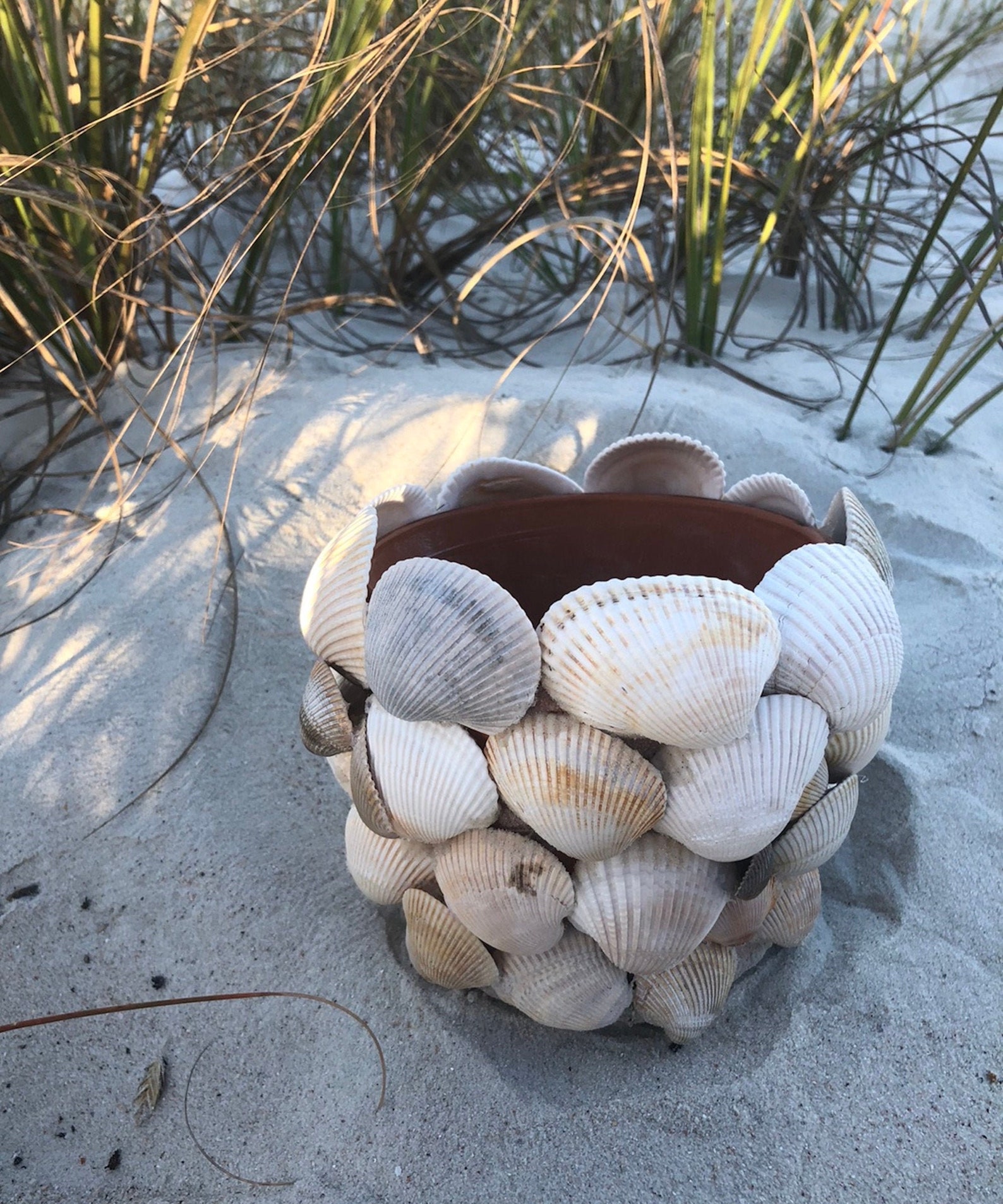 Seashell planter pot plant beach decor scallop shell pot | Etsy