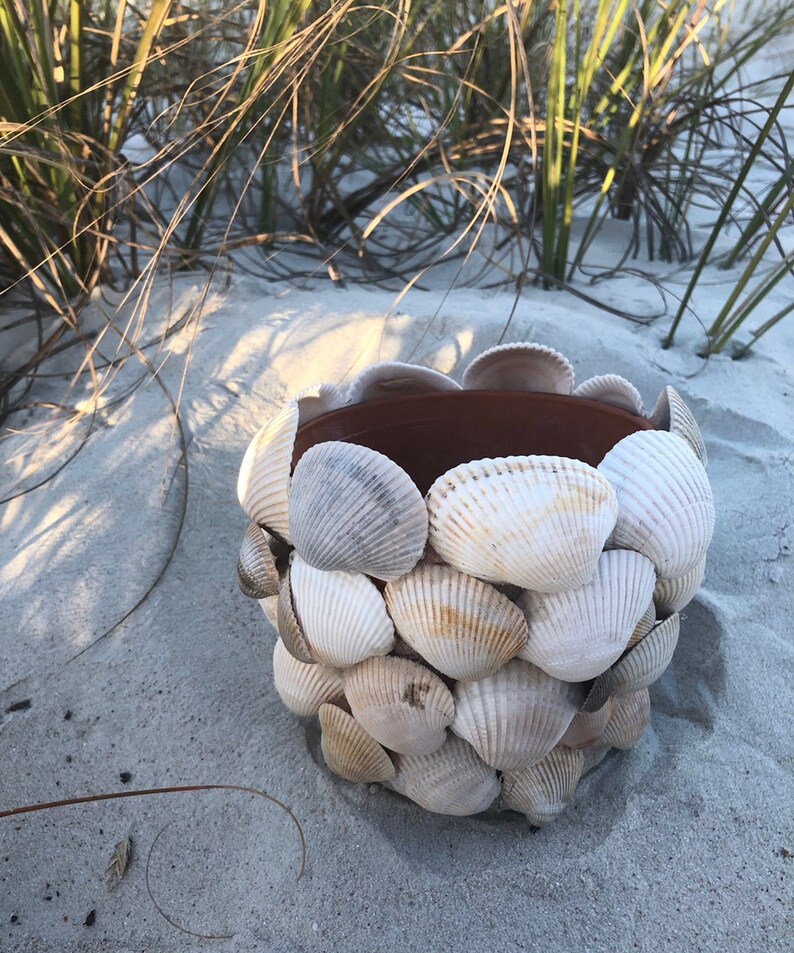 Seashell Planter Pot Plant Beach Decor Scallop Shell Pot - Etsy
