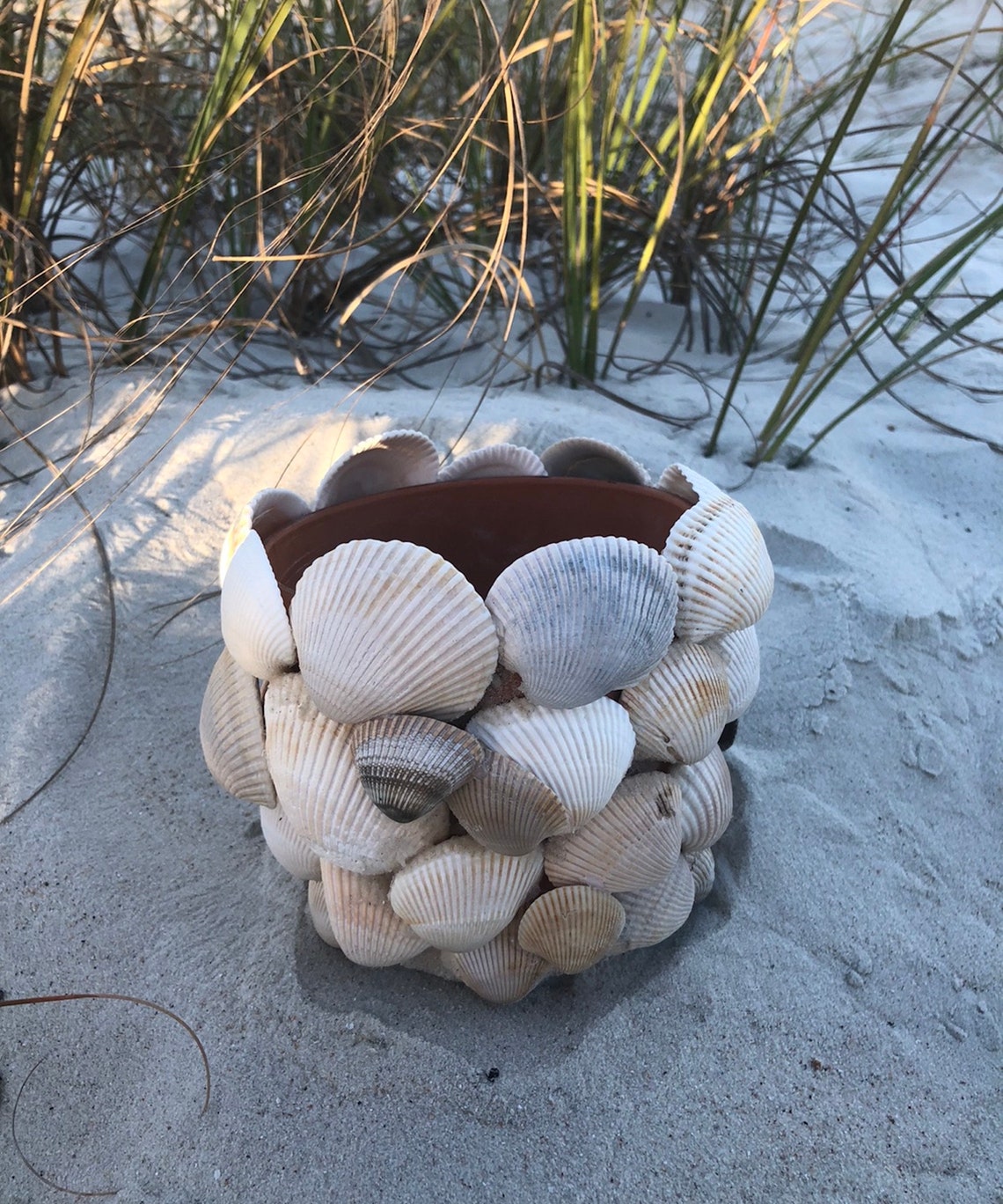 Seashell planter pot plant beach decor scallop shell pot | Etsy