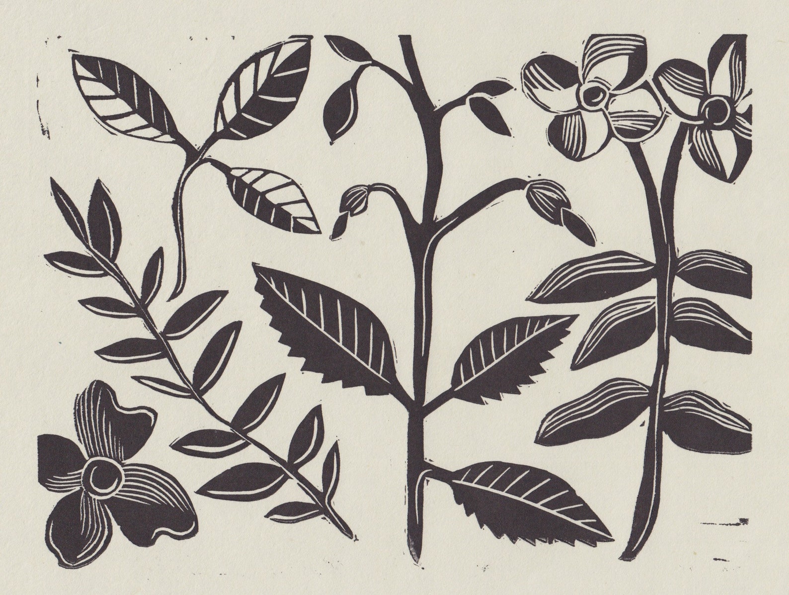 Botanicals Flowers Nature Plants Linocut Linoprint Printmaking Drawing ...