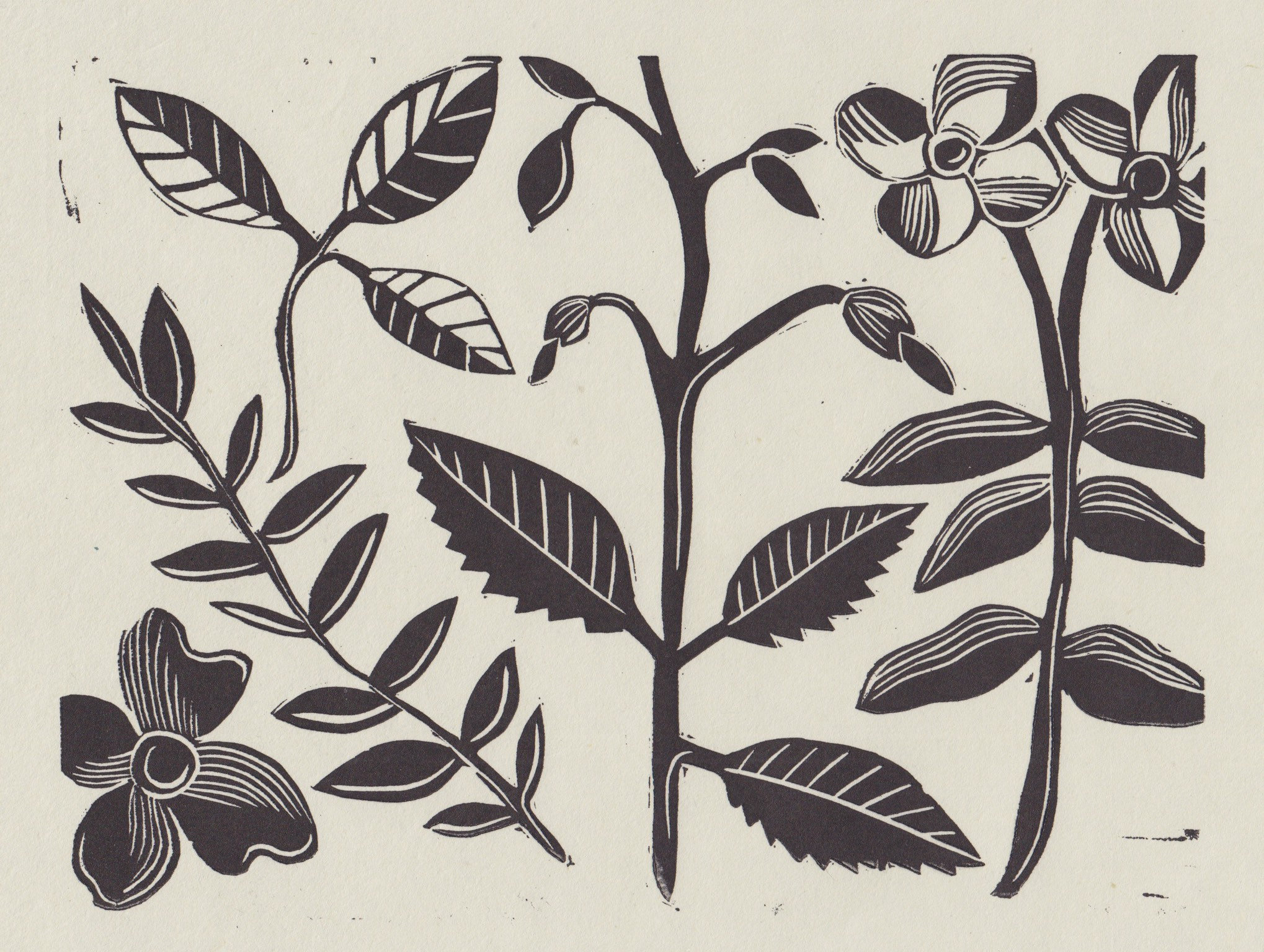 Botanicals Flowers Nature Plants Linocut Linoprint Printmaking Drawing ...