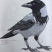 Hooded Crow Corvid Bird Reduction Linocut Linoprint Print Printmaking ...