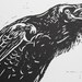 Raven Corvid Bird Linocut Linoprint Print Printmaking Handmade Drawing ...