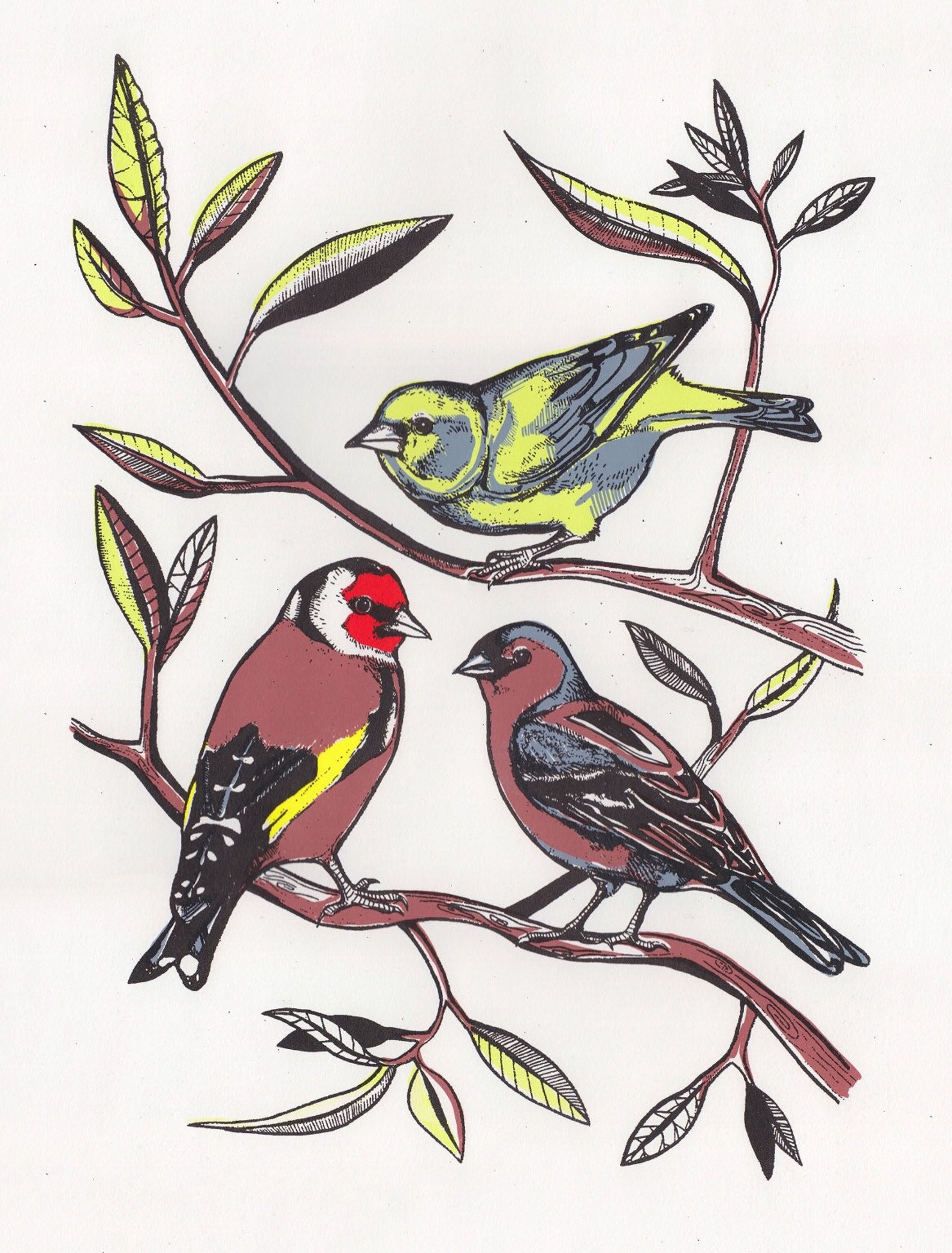 Finches Screenprint Greenfinch Goldfinch Chaffinch British Garden Birds ...