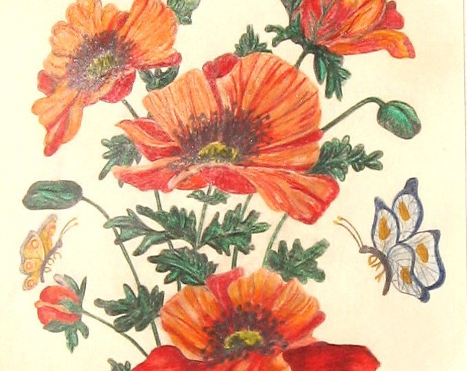 Colored Pencil Drawing, POPPIES AND BUTTERFLIES, Matted and Framed ...