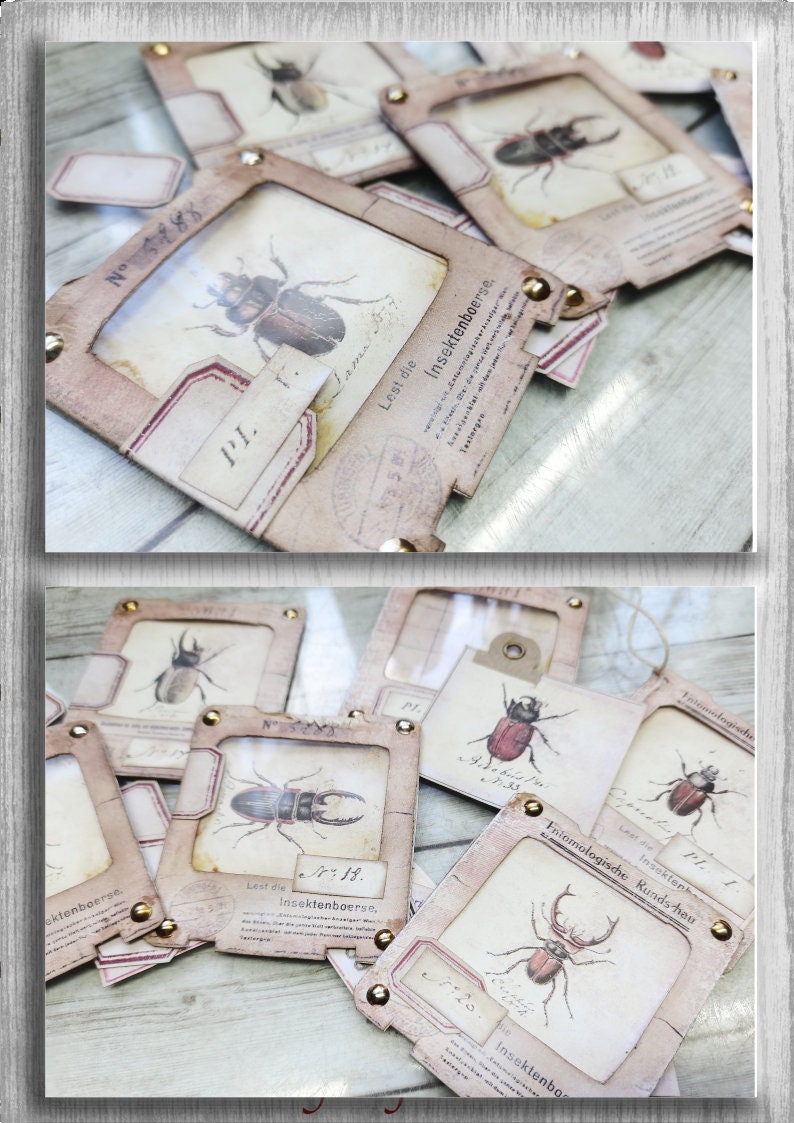 Specimen Slides Digital Download Printable Ephemera for Journal Vintage ...