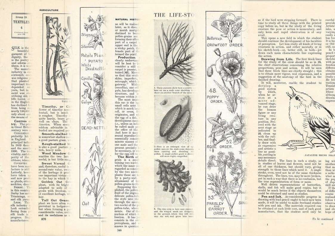 DIGITAL DOWNLOAD Collection of Ephemera and Book Pages for - Etsy UK