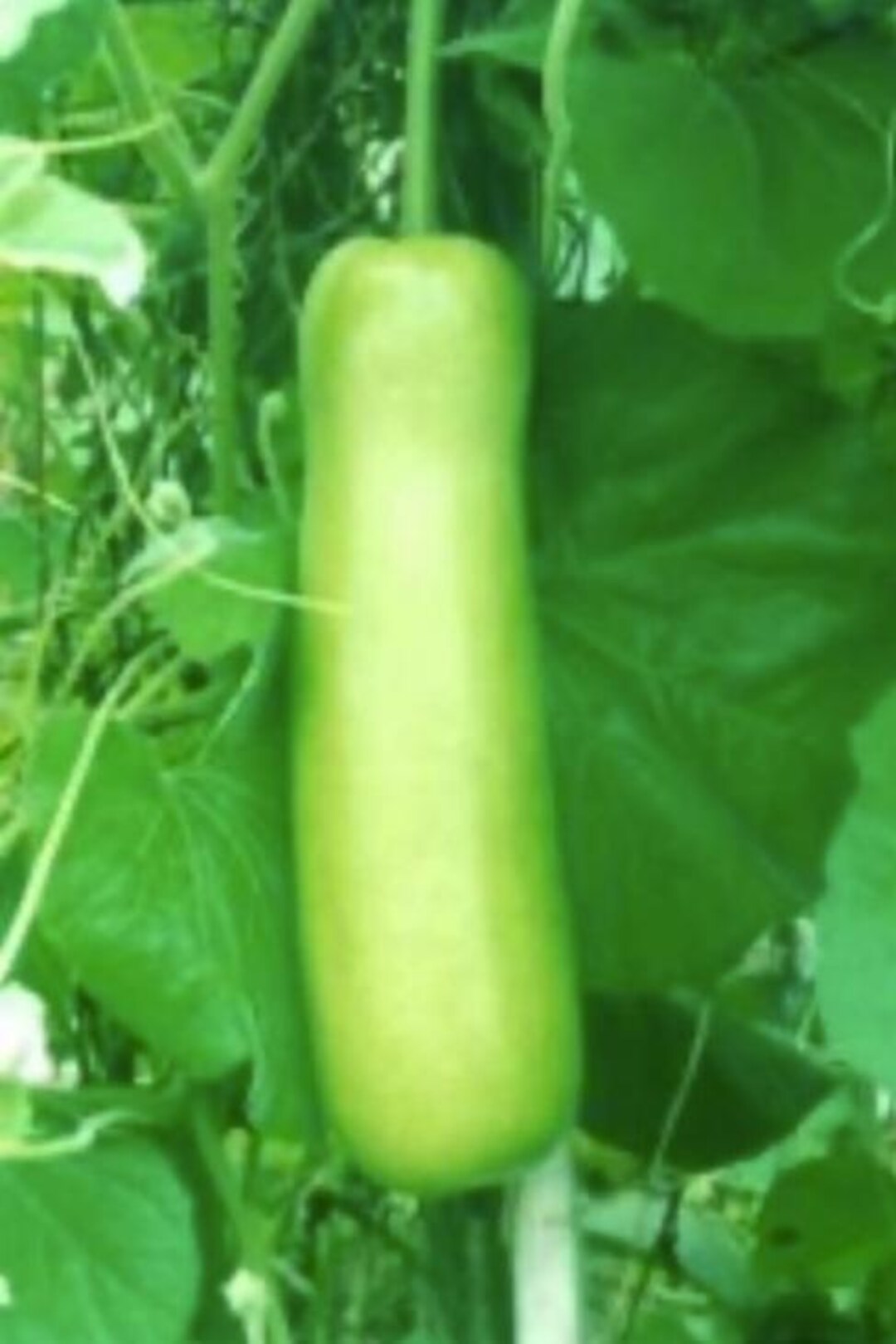 Seed Bucks New 2025 Bottle Gourd / Lauki / Cucuzzi / Dudhi - 10 Seeds ...
