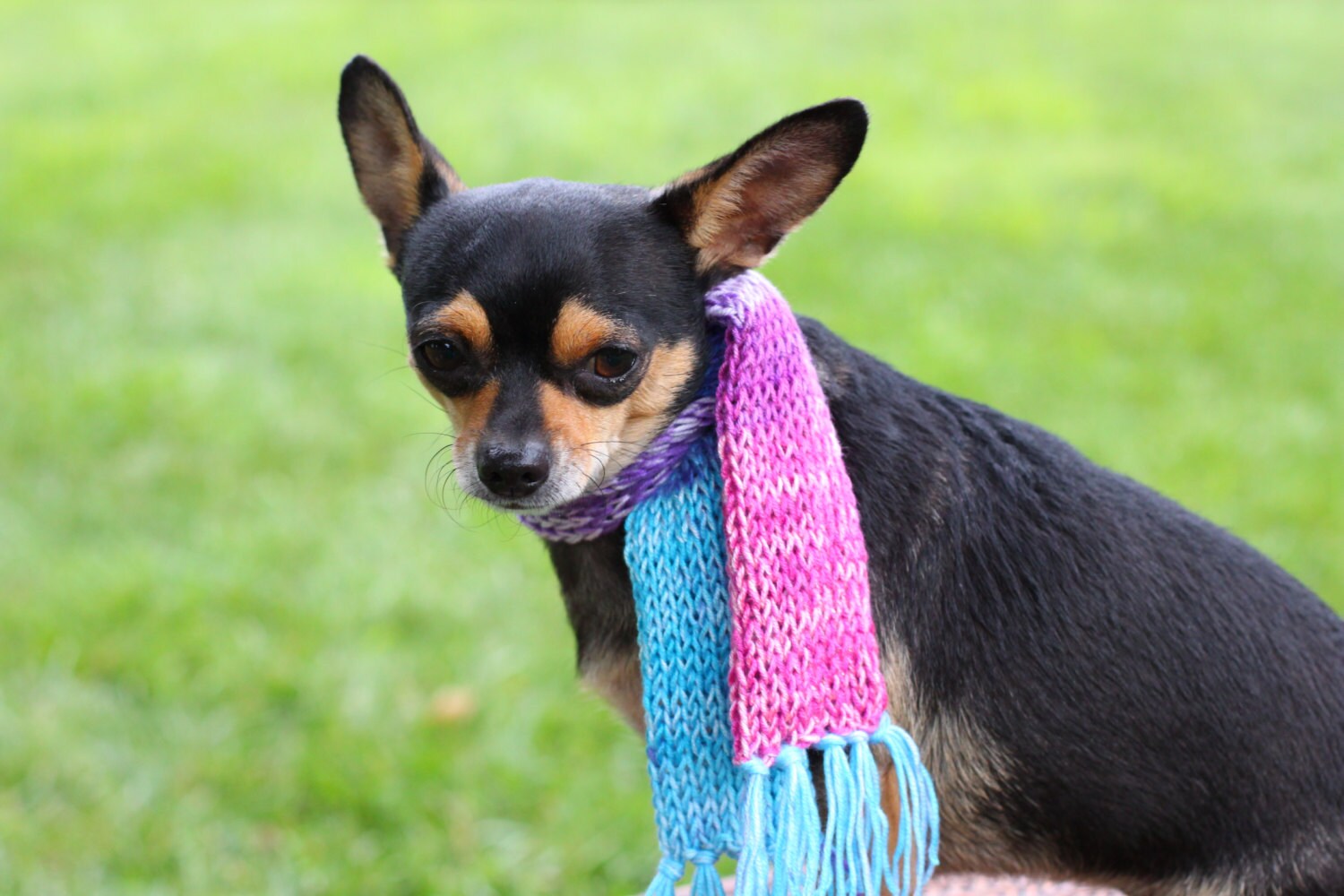 Small Dog Scarf * Chihuahua Scarf * Dog Scarf - Etsy