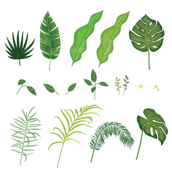 Palmtak Clipart