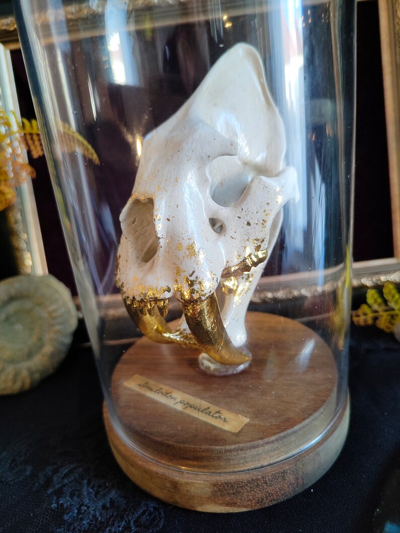 Smilodon Relic Under Glass Dome - White and Gold Saber-toothed Tiger ...