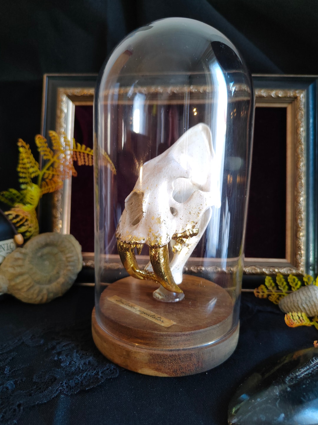Smilodon Relic Under Glass Dome - White and Gold Saber-toothed Tiger ...