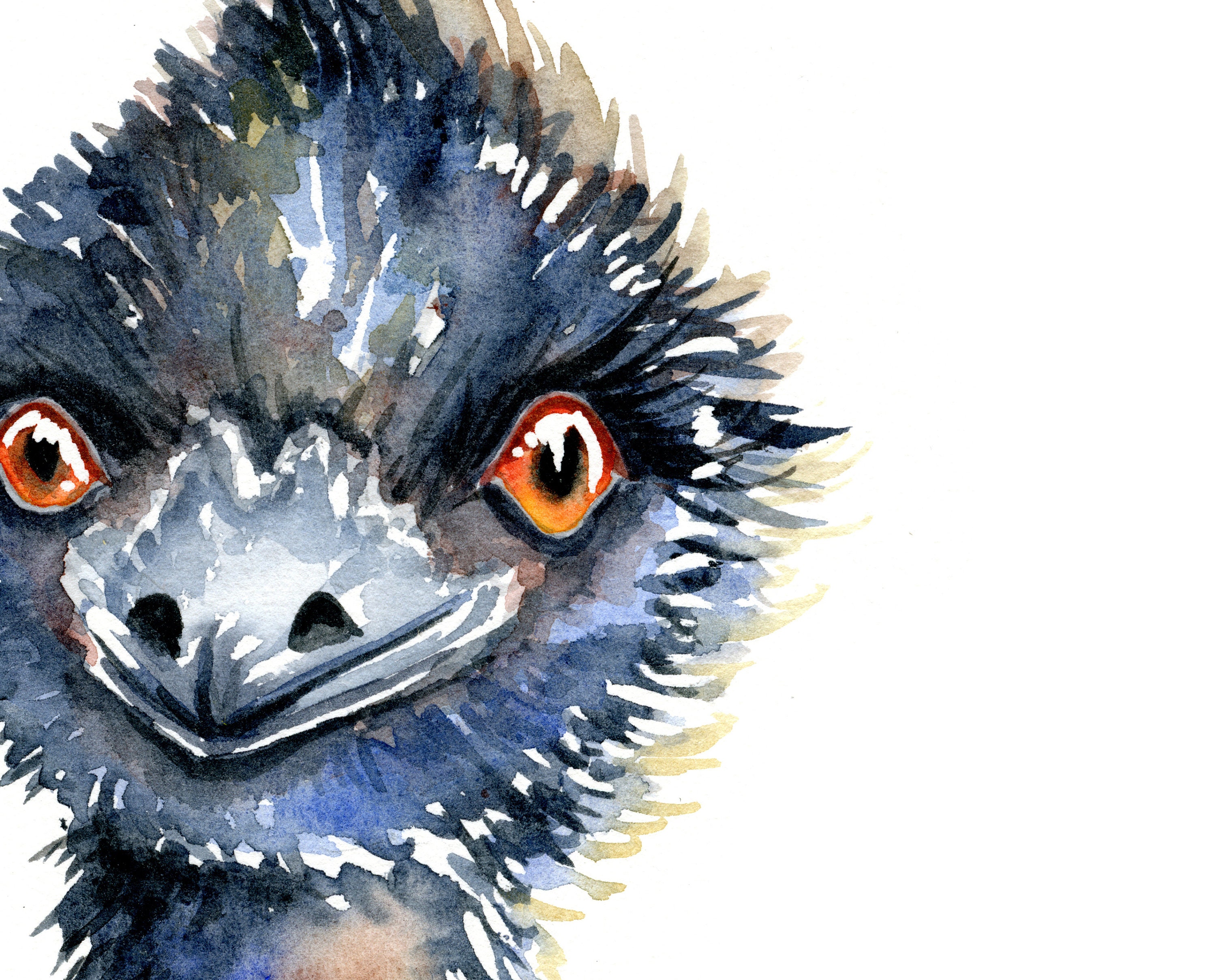 Australian Native Animals Art Prints Set of 6 Koala Kangaroo - Etsy