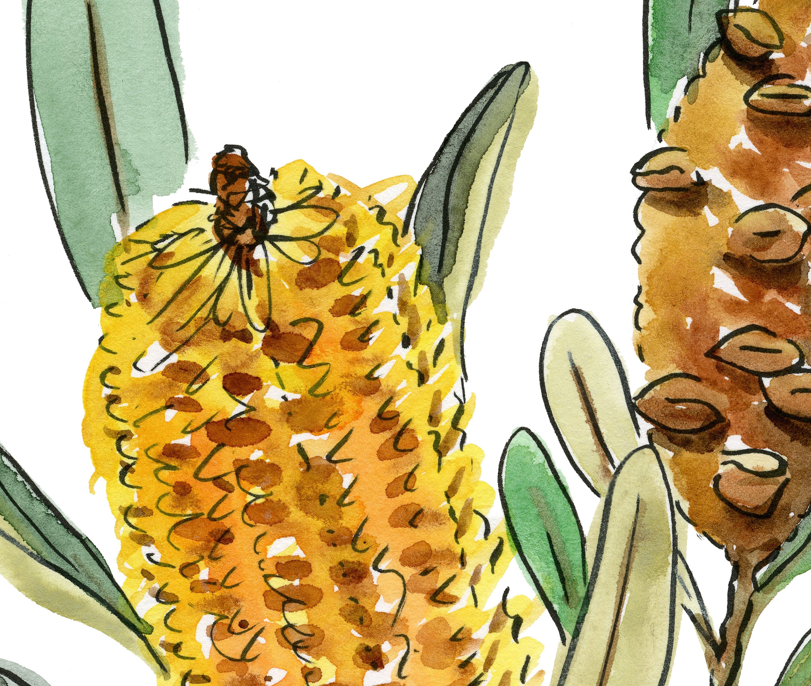 Flower Sketch Set of 8 Art Prints Australian Native Flora - Etsy Australia