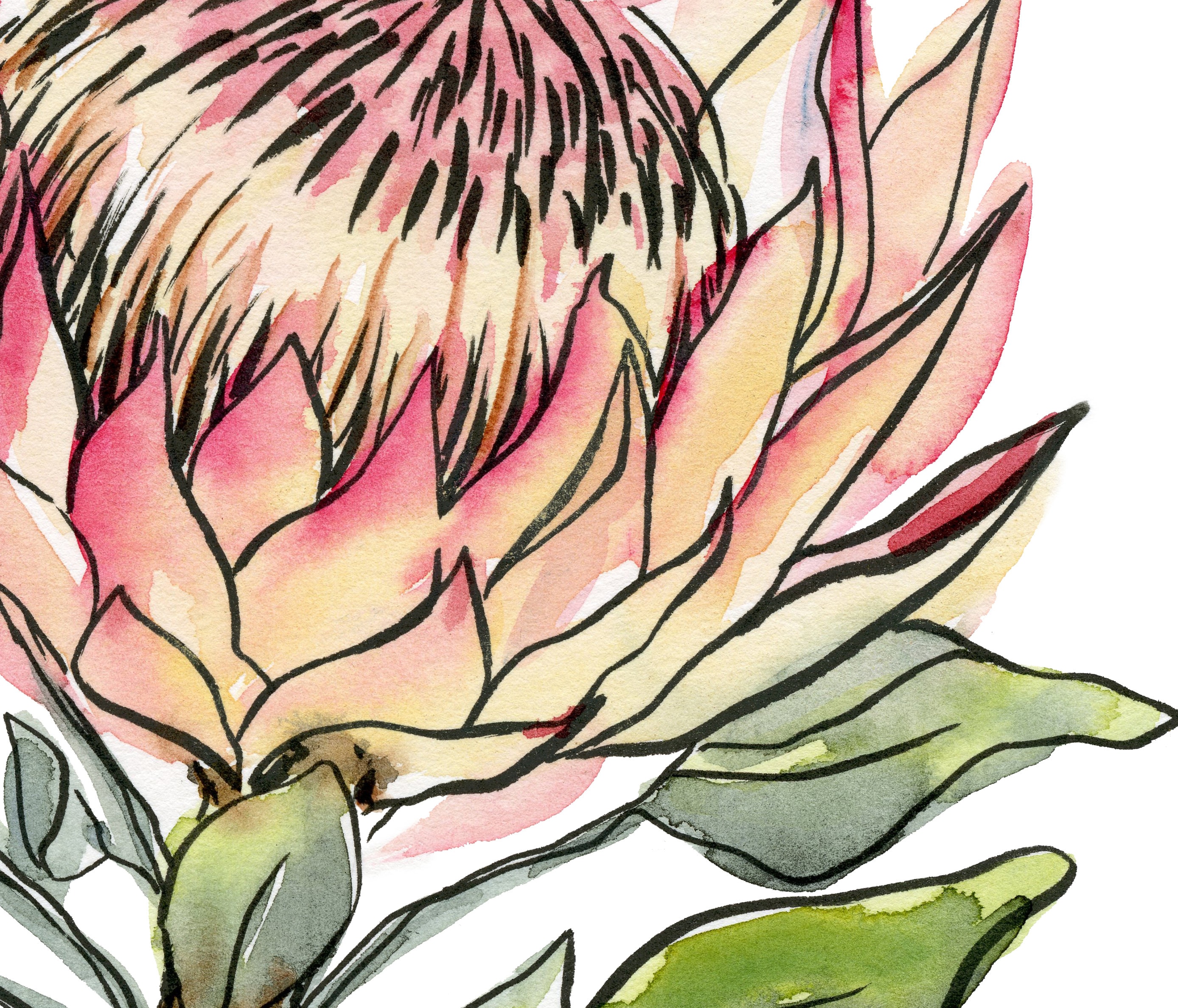 Flower Sketch Set of 8 Art Prints Australian Native Flora - Etsy Australia