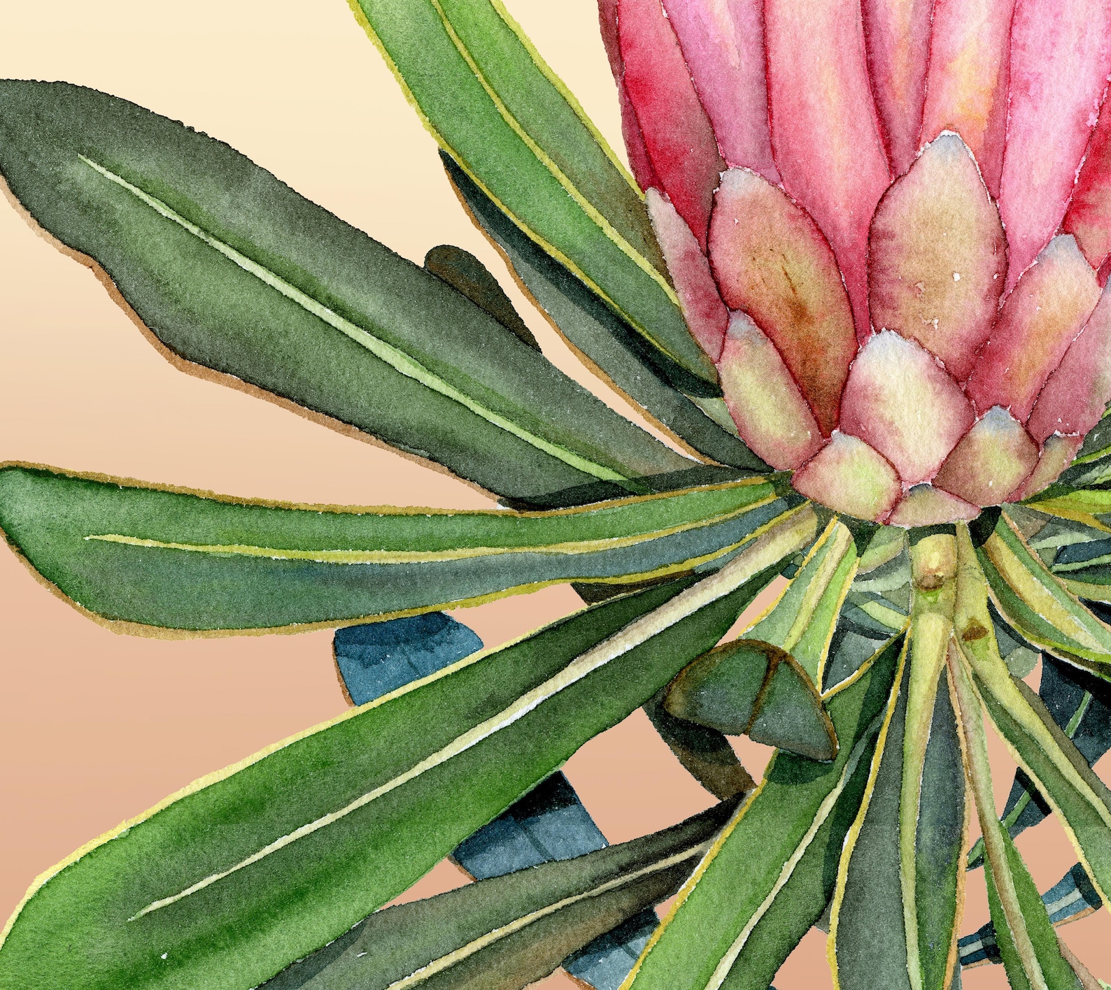 Protea Art Print Native Flower Painting Australiana | Etsy