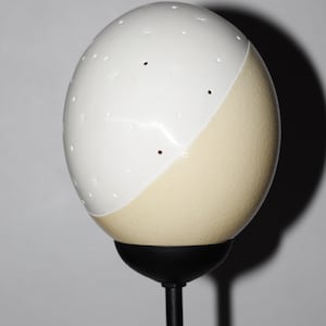 Moon and Stars Ostrich Egg Shell Lampshade. African Interior Decor ...