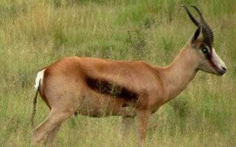 Copper Springbuck