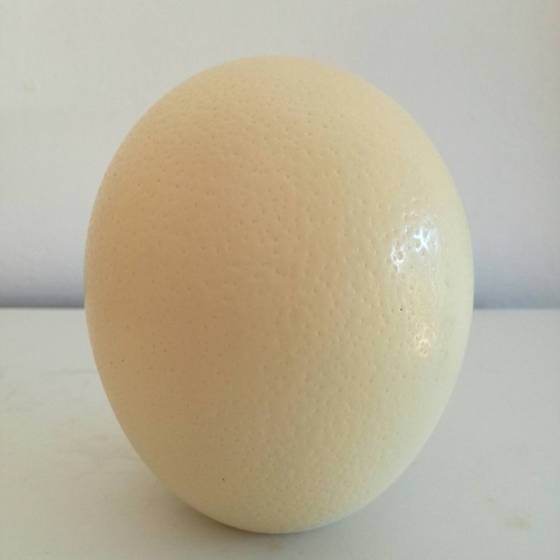 Ostrich Egg Shells - Etsy