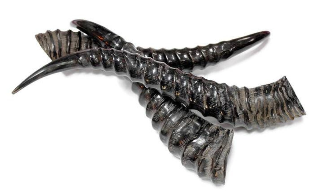Polished Springbok /antelope Horns. DIY Art Collectibles. - Etsy